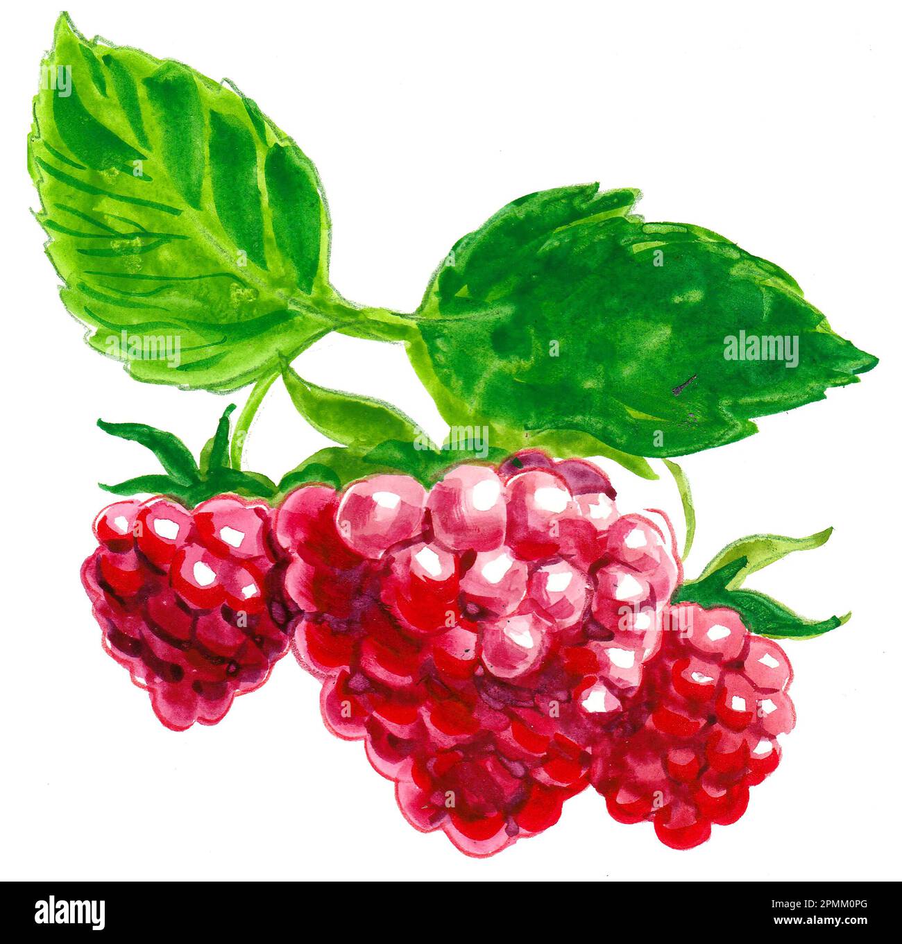 Raspberries drawing hi-res stock photography and images - Alamy