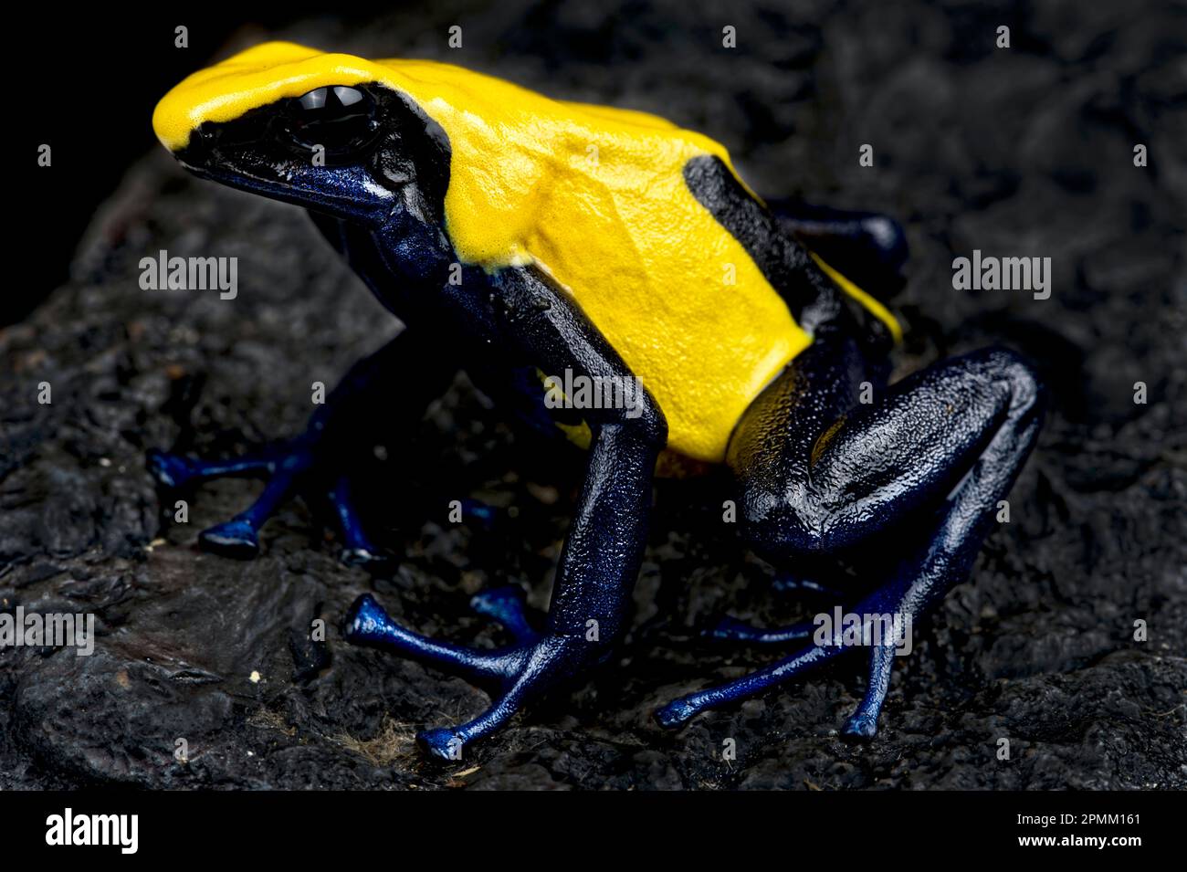 Dyeing poison dart frog (Dendrobates tinctorius Stock Photo - Alamy