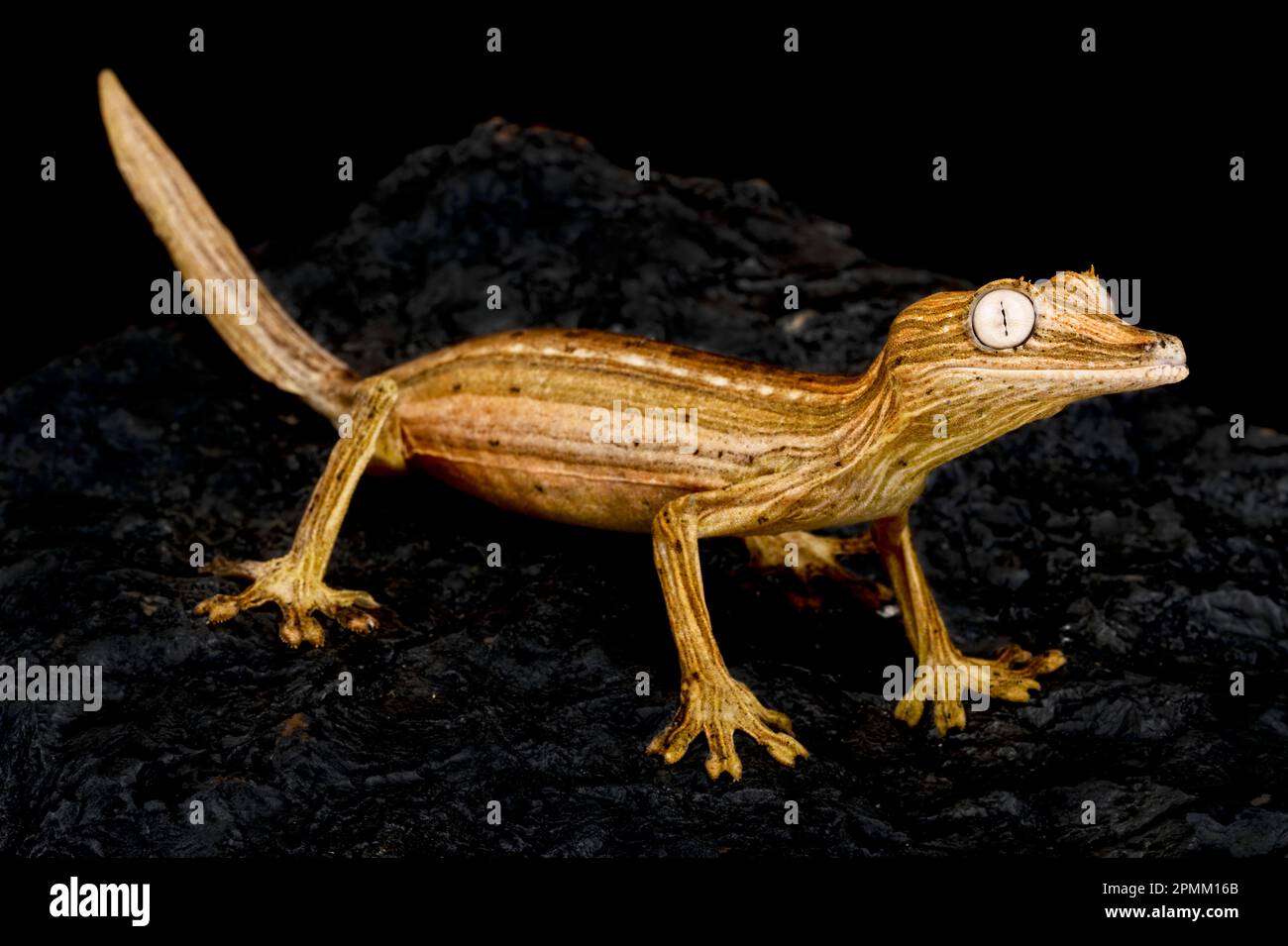 Lined Leaf Tailed Gecko