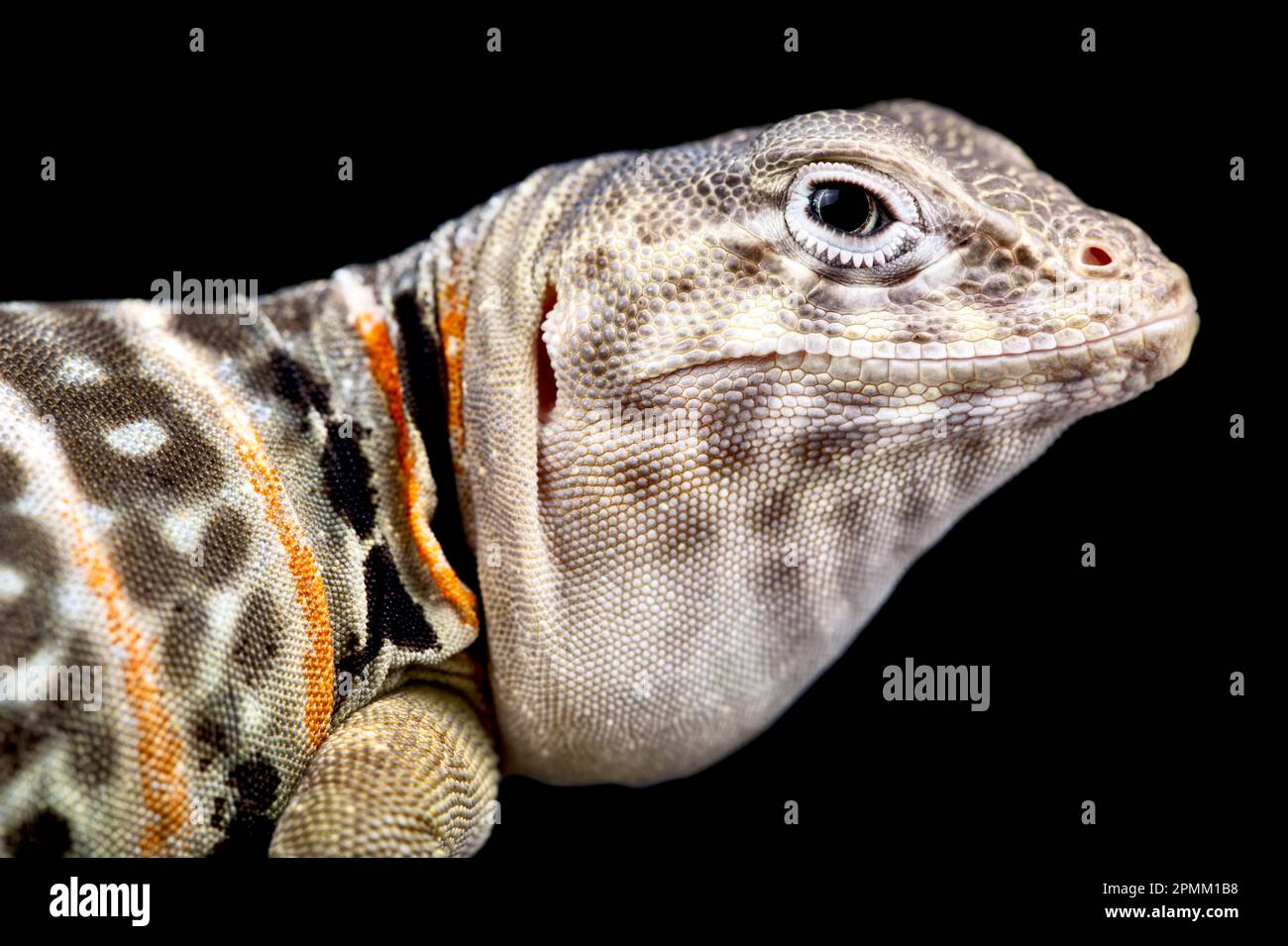 Baja Black-collared Lizard (Crotaphytus vestigium Stock Photo - Alamy