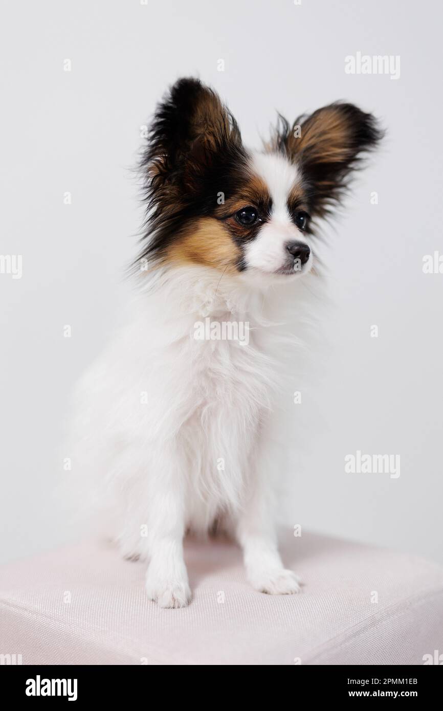 Puppy of tricolor papillon sitting on rose chair Stock Photo - Alamy