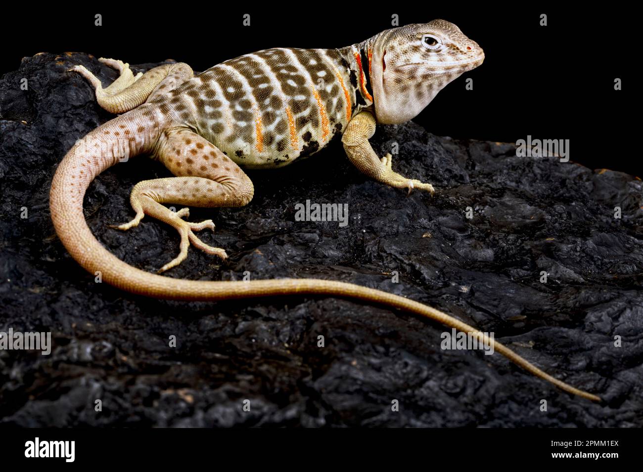 Baja Black-collared Lizard (Crotaphytus vestigium Stock Photo - Alamy