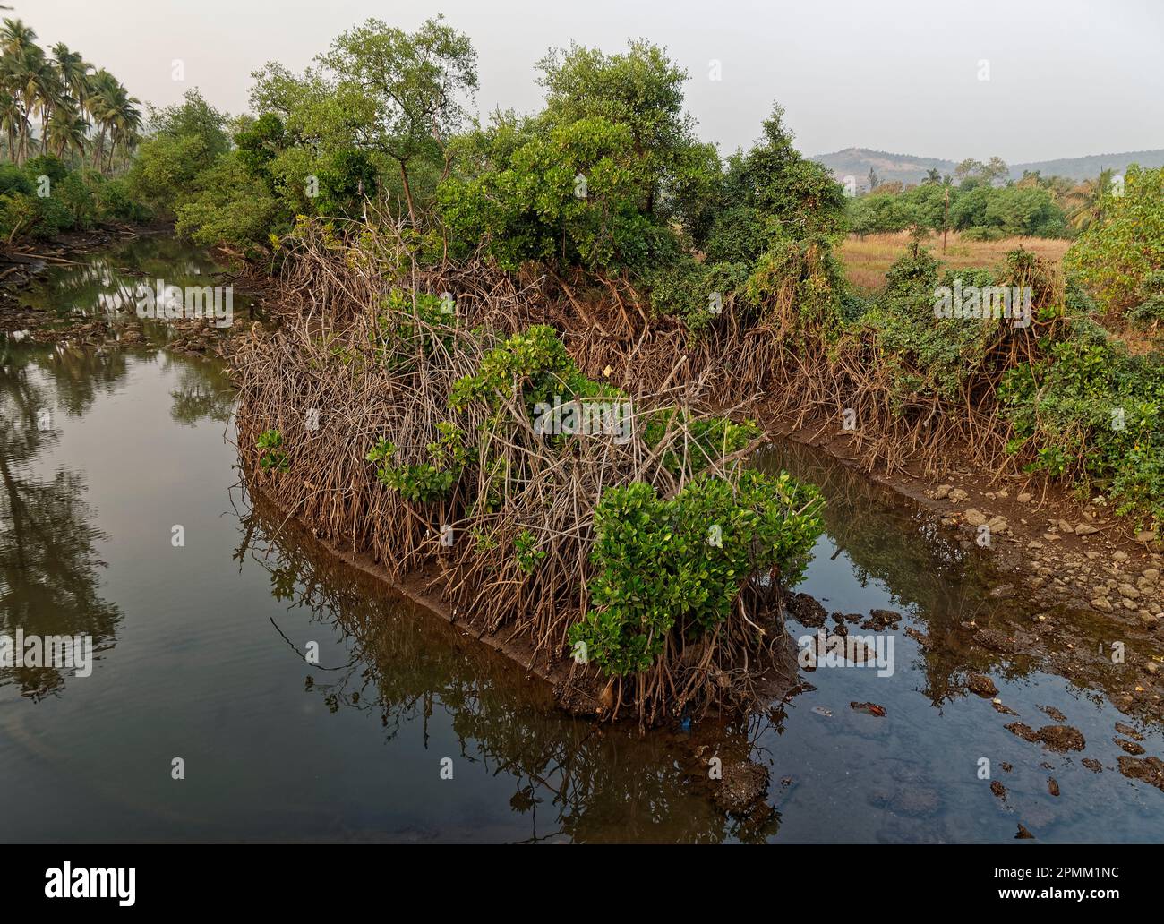 Mangrove roots act as a net retaining waste near Hareshwar state ...
