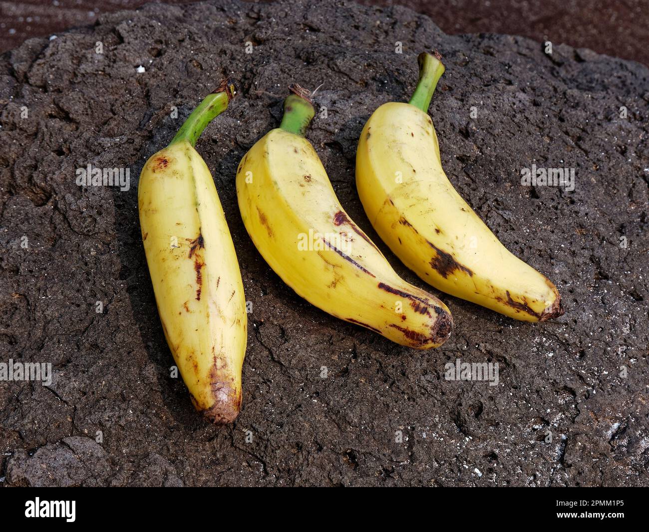 Three large size ripened Banana fruits kept on rock background in state ...