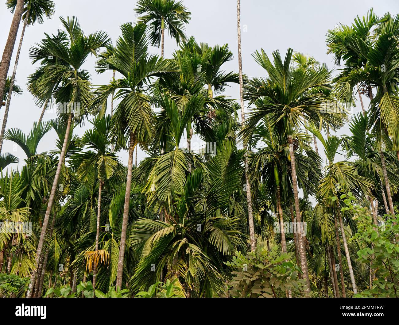 Palm trees plntation as a background in village Shreevardhan state ...