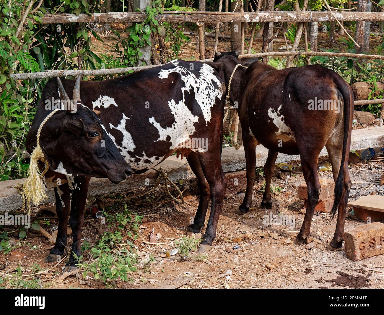 Two Indian origin cows together standing in a shade in village of ...