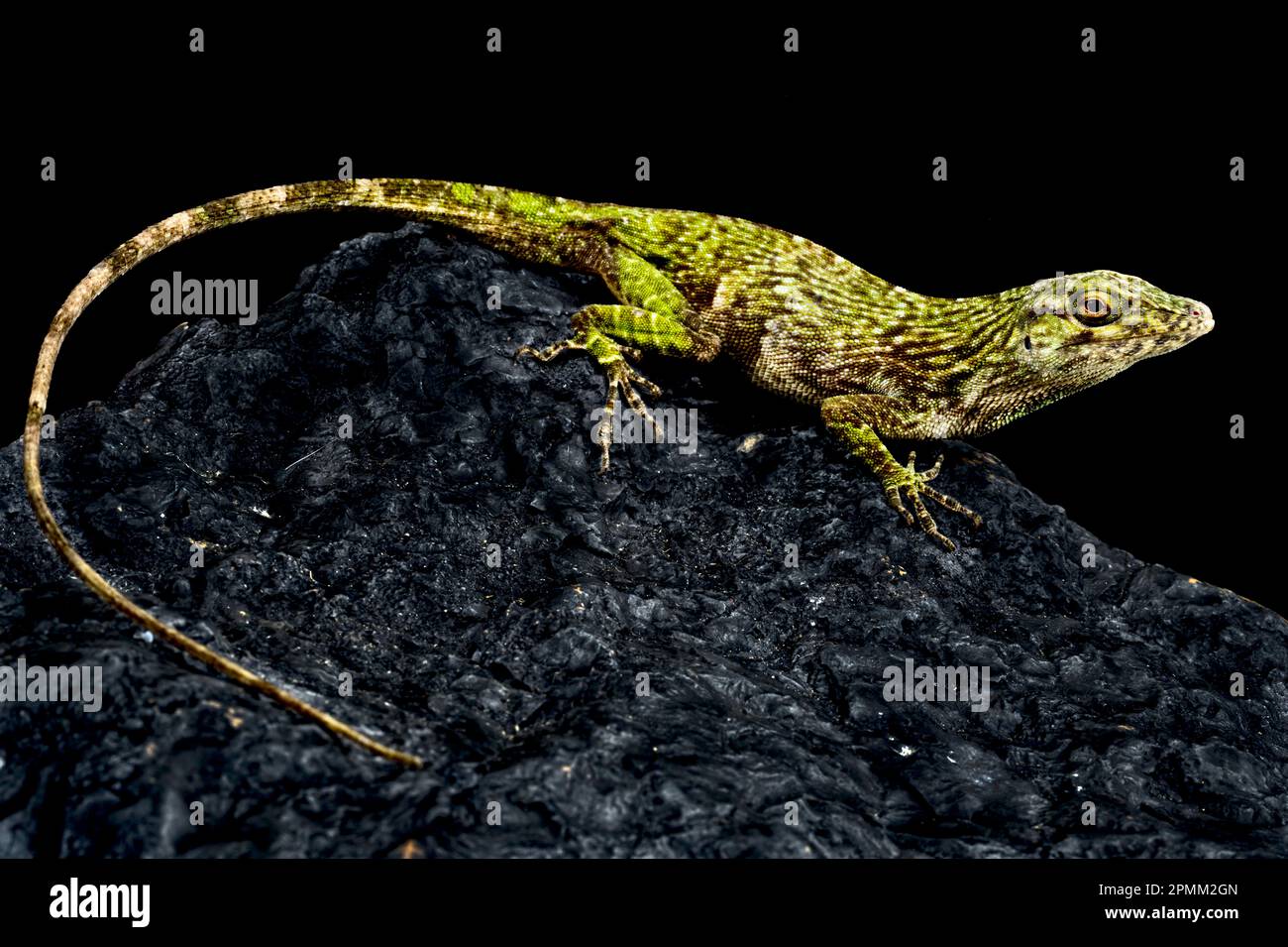 Norops biporcatus hi-res stock photography and images - Alamy