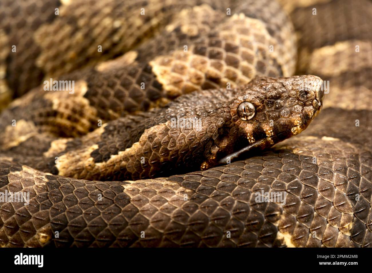 New Guinea Viper Boa (Candoia aspera Stock Photo - Alamy