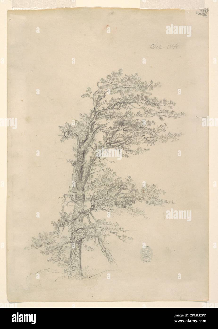 Drawing, A Pitch Pine; Frederic Edwin Church (American, 1826–1900); USA ...
