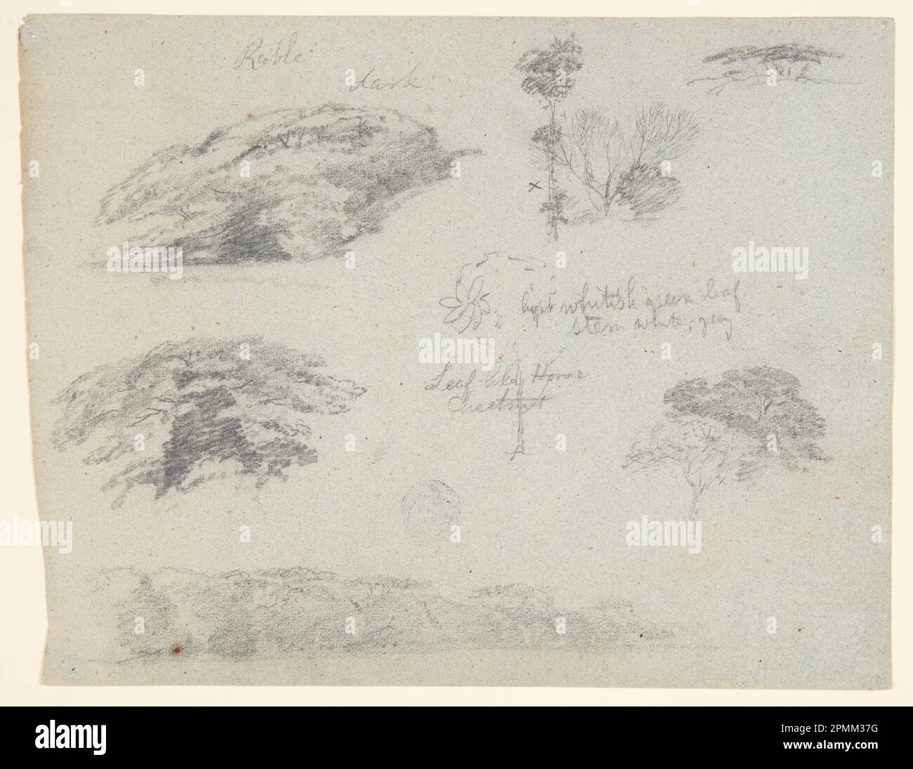 Drawing, Trees, Tree Tops, and a Wooded Bank, Saddleback, Maine ...