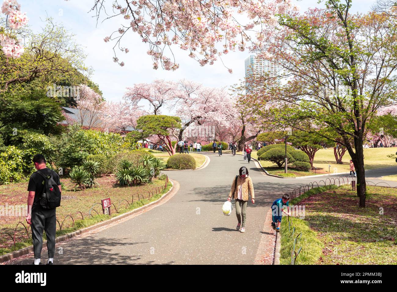 Cherry blossoms Tokyo, April 2023 and cherry blossom blooms in Shinjuku ...
