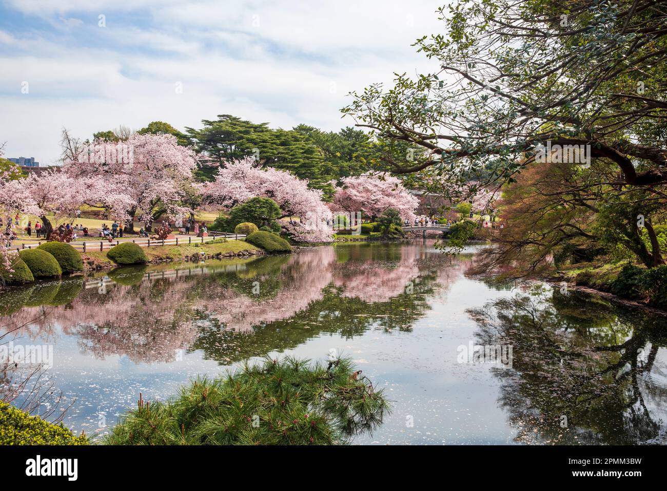 April 2023, cherry blossoms in Tokyo, Shinjuku Gyoen Park in central ...
