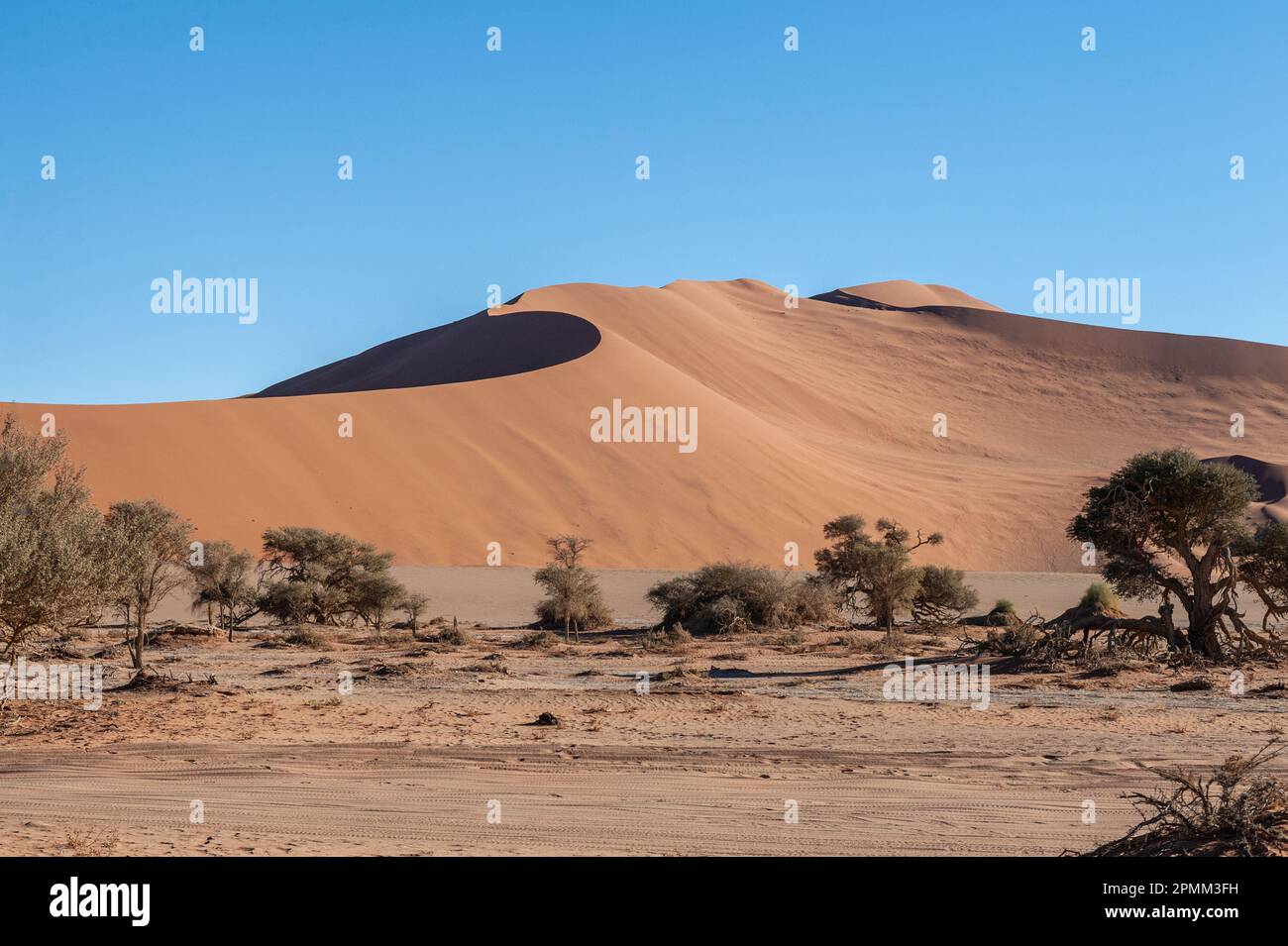 Landscape shot of the sand dunes and scattered trees near Sossusvlei ...