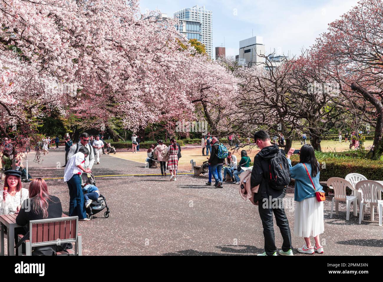 Cherry blossoms Tokyo, April 2023 and cherry blossom blooms in Shinjuku Gyoen park in central ...