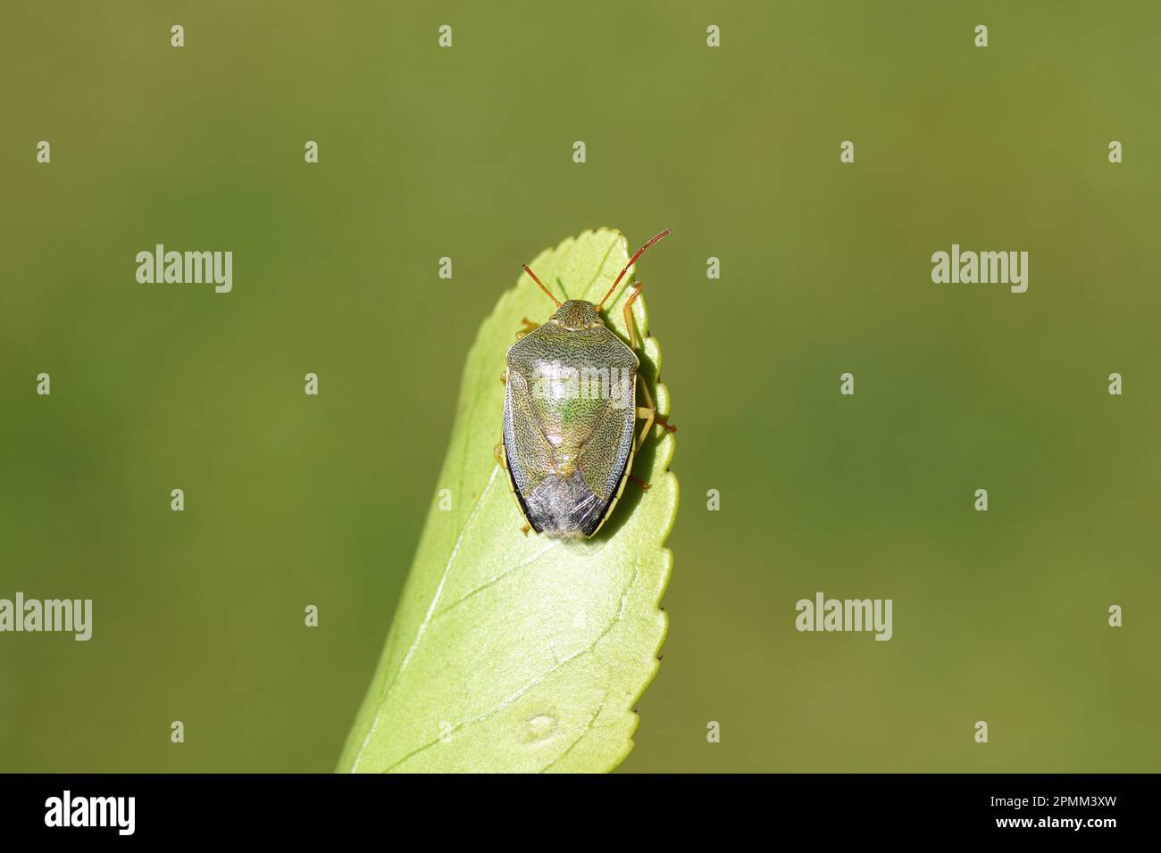 Closeup gorse shield bug (Piezodorus lituratus) on a leaf of a Japanese ...