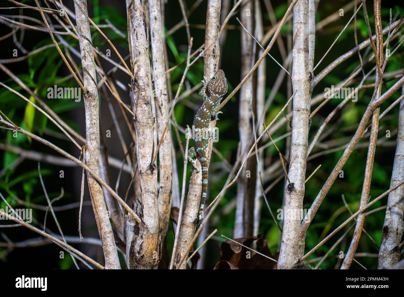 Tokay gecko on a tropical tree at night on the island of Koh Phangan ...