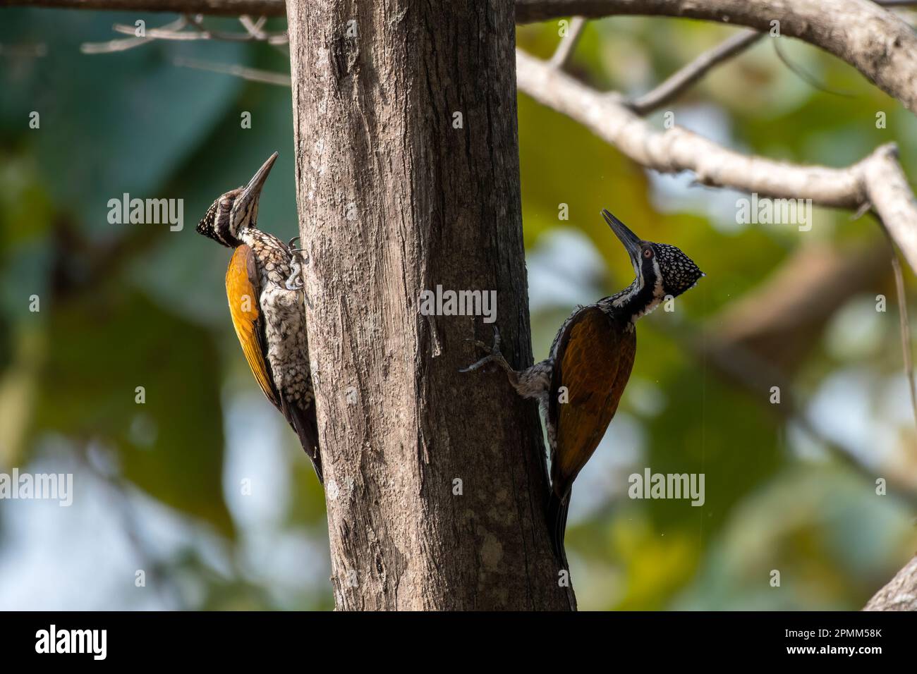 Greater flameback (Chrysocolaptes guttacristatus) also known as greater ...