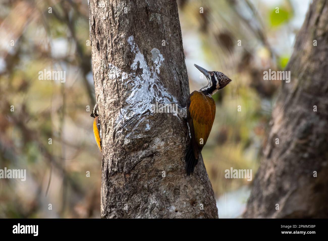 Greater flameback (Chrysocolaptes guttacristatus) also known as greater ...