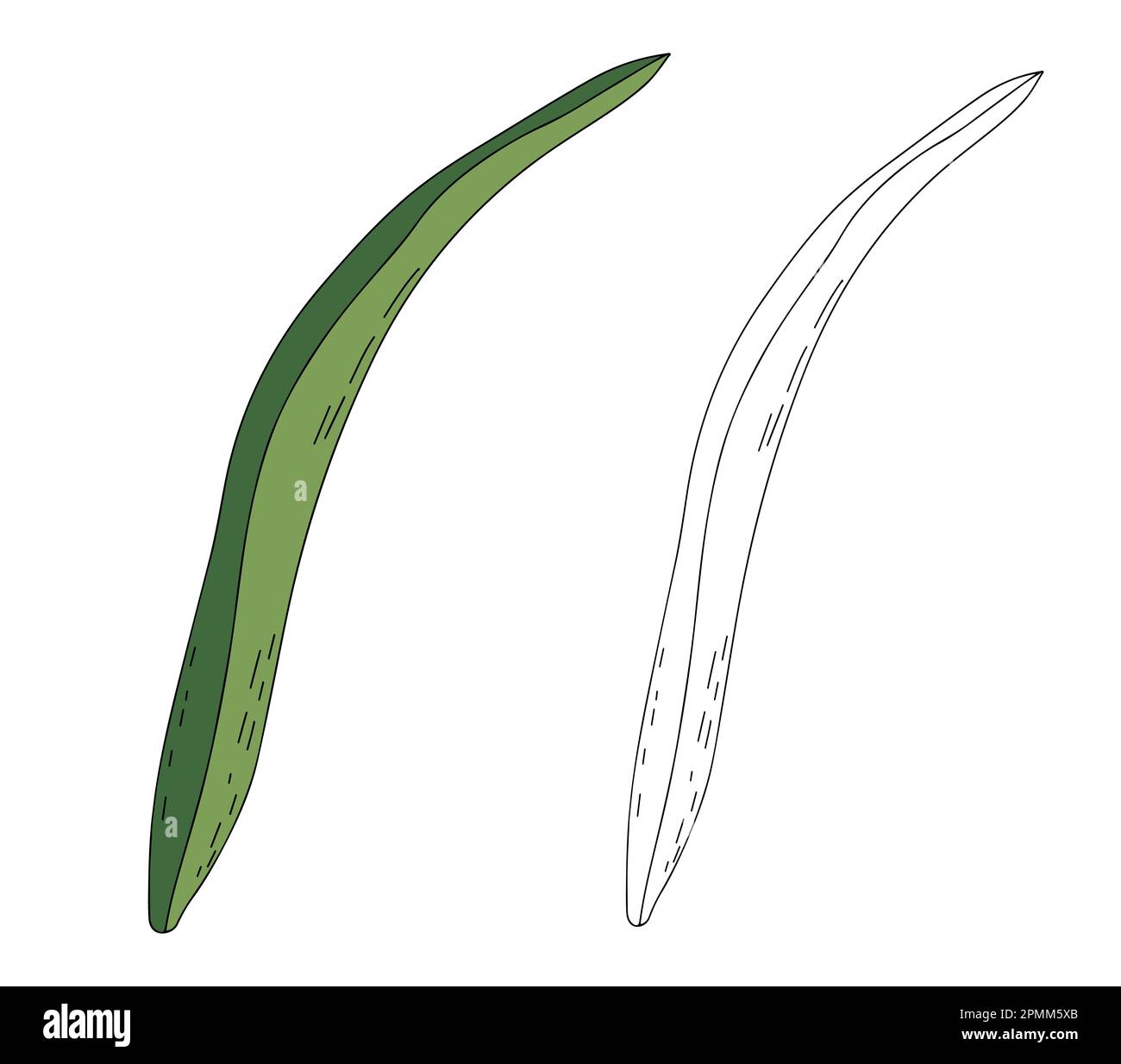 Hand drawn color and black and white long leaves with a doodle style ...