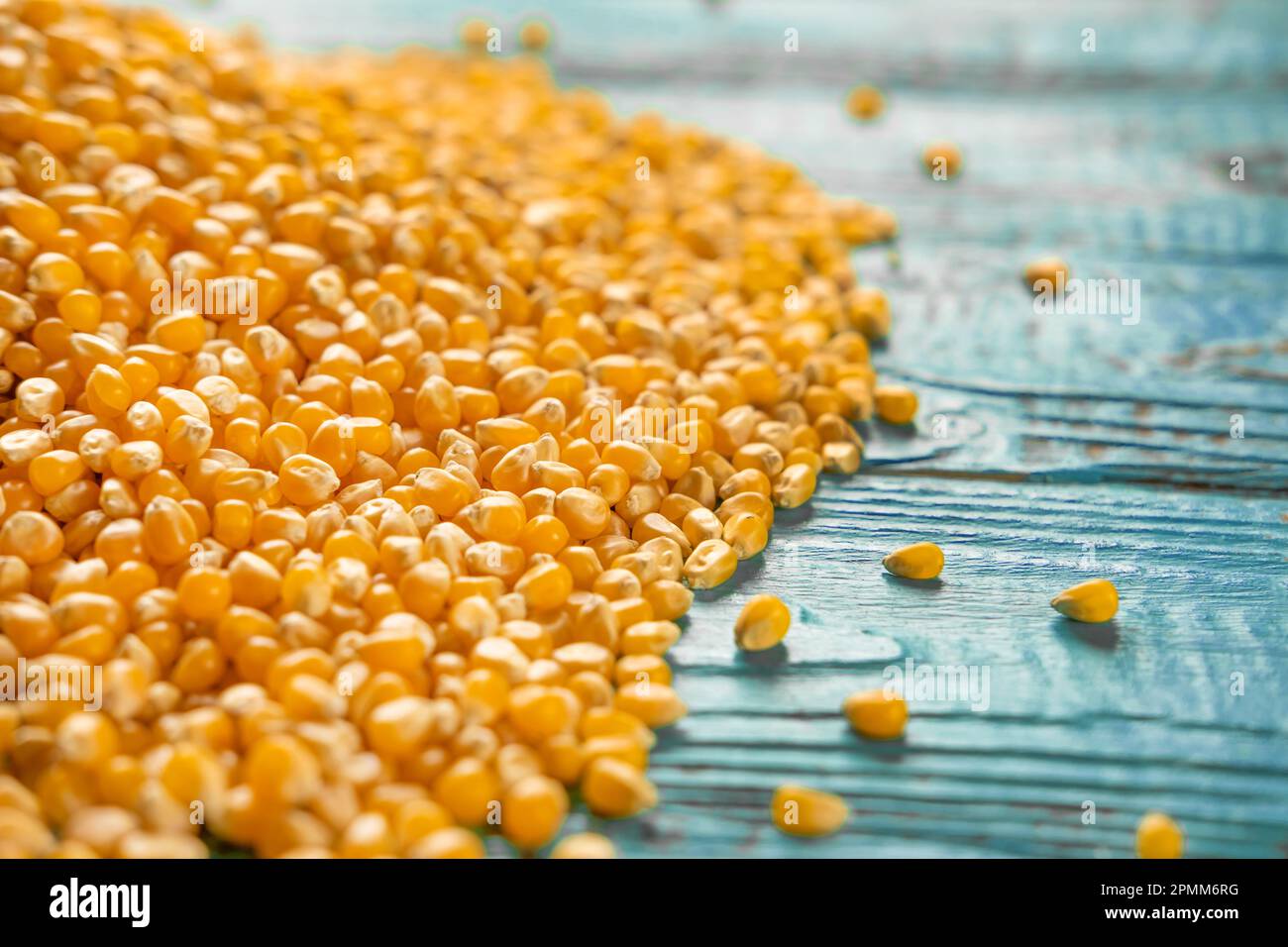 Corn seeds. Pile of raw corn grains is turning closeup on blue rustic ...