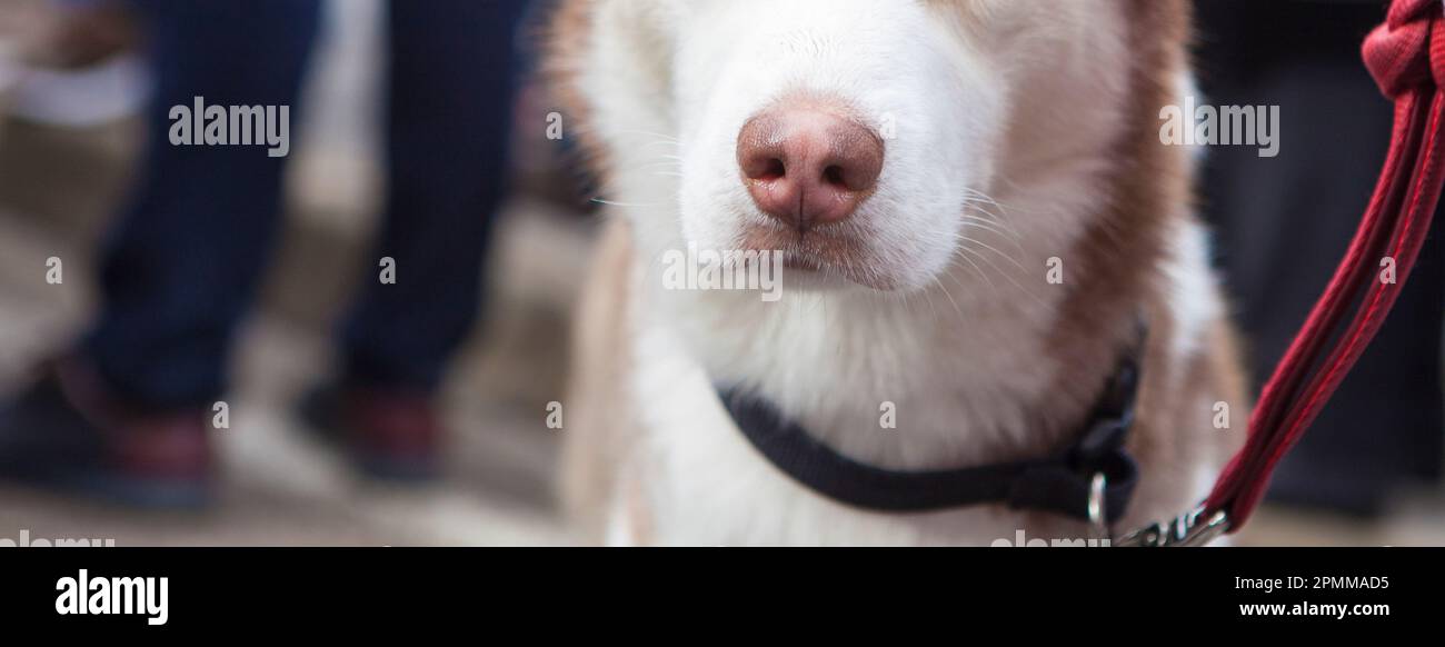 Detail of wet pink dog snout. Light brown siberian Husky. Long format ...