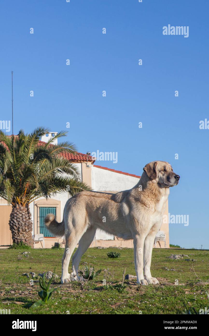 Tawny spanish mastiff protecting a country house. Excellent extensive ...