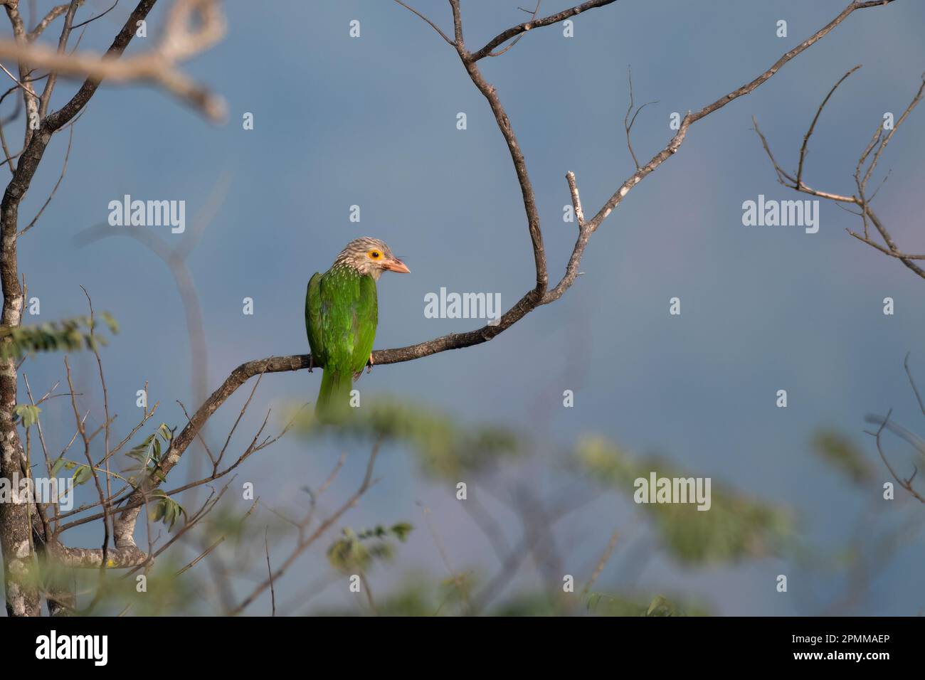 Lineated barbet (Psilopogon lineatus) observed in Rongtong in West ...