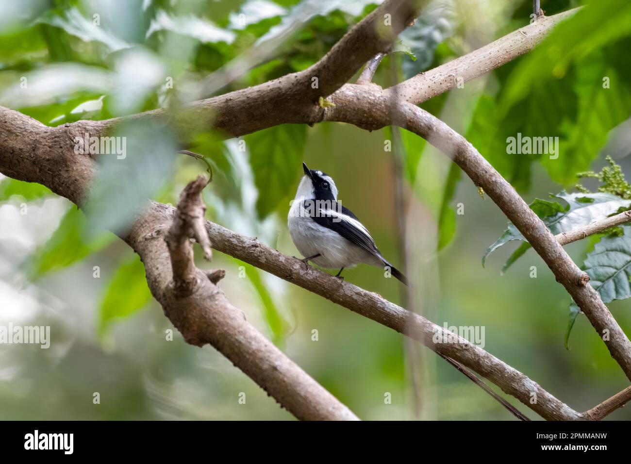 Little pied flycatcher (Ficedula westermanni) observed in Rongtong in ...