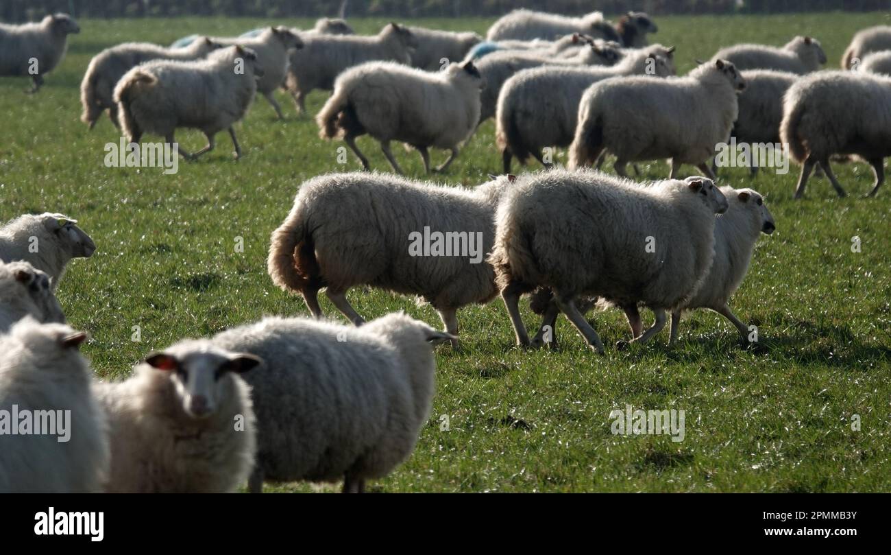 A herd of sheep moving on a meadow. The breed of these sheep is the ...