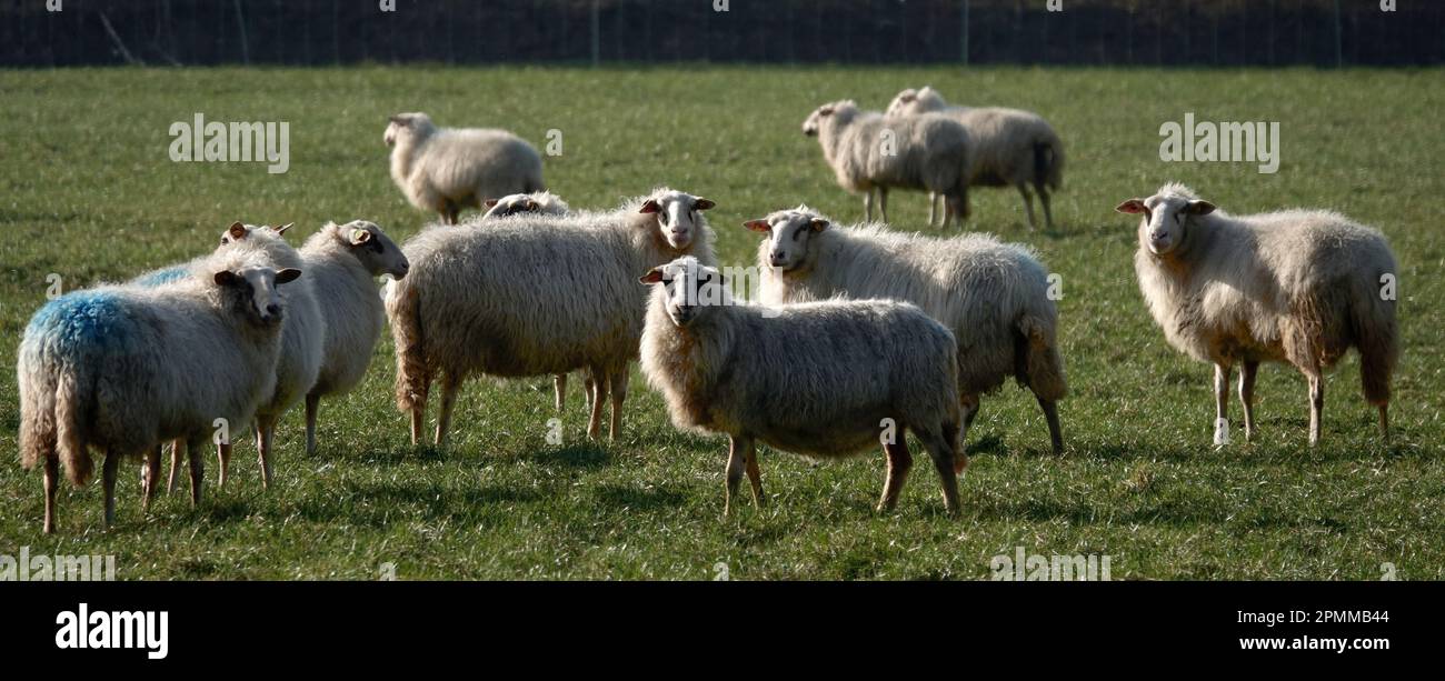 A herd of sheep stands on a meadow. The breed of these sheep is the ...