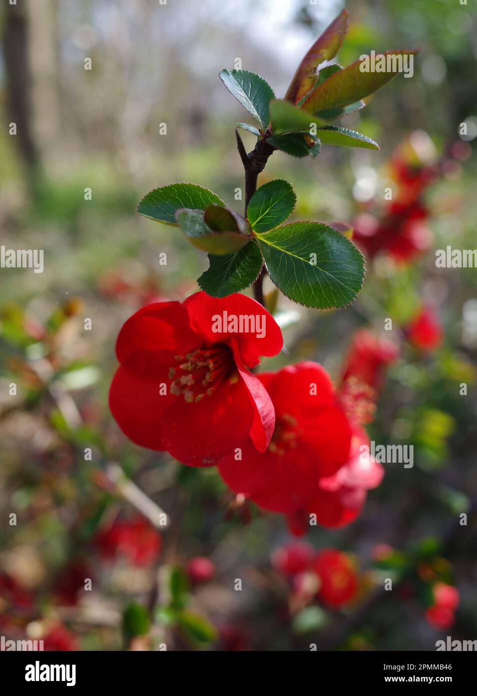 Japanese red coral hi-res stock photography and images - Alamy