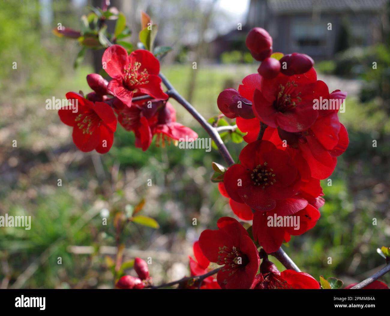 Bright red Japanese quince flowers against a blurred background Stock ...