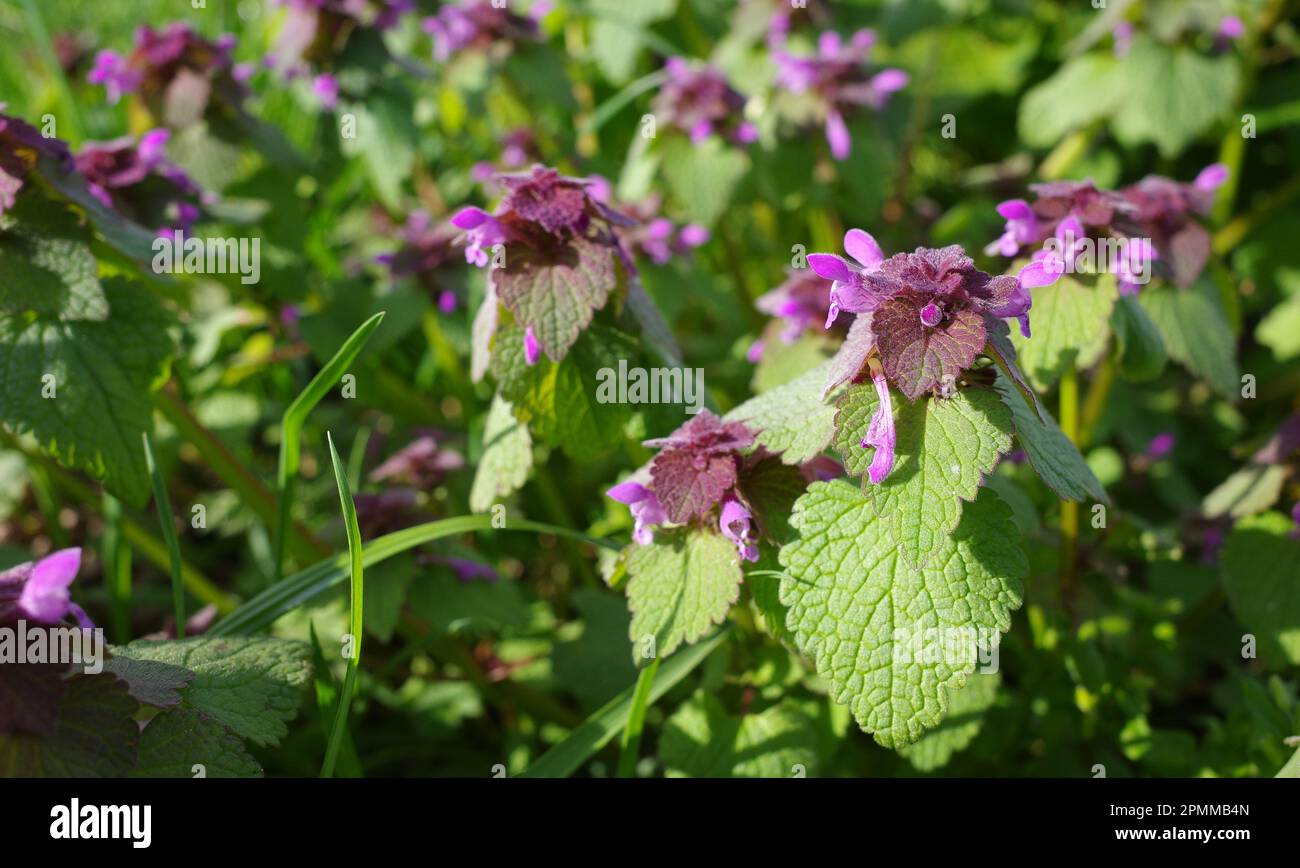 Lamium purpureum or red dead-nettle is an annual herbaceous flowering ...