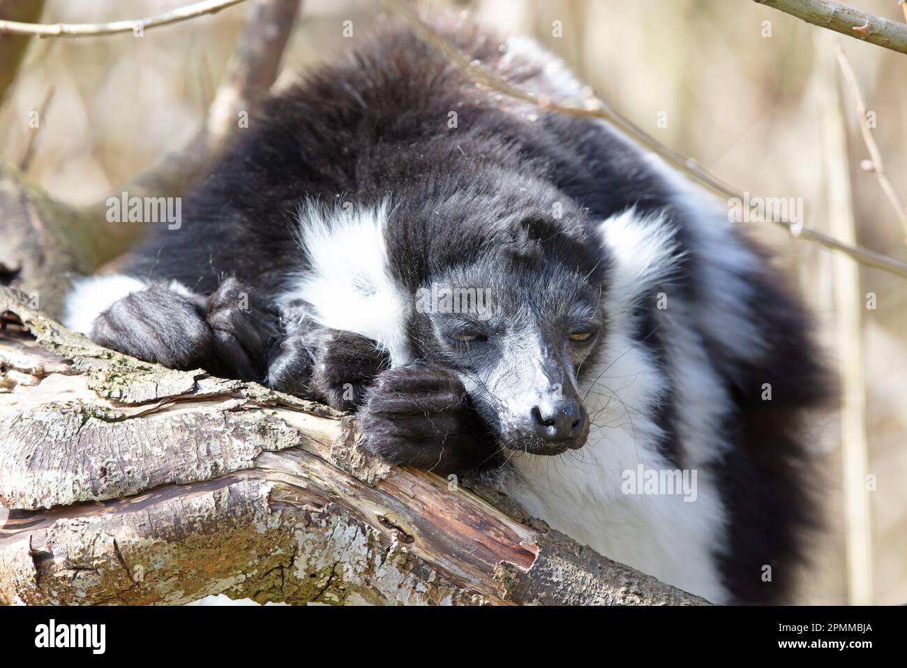 Variegata subcincta hi-res stock photography and images - Alamy