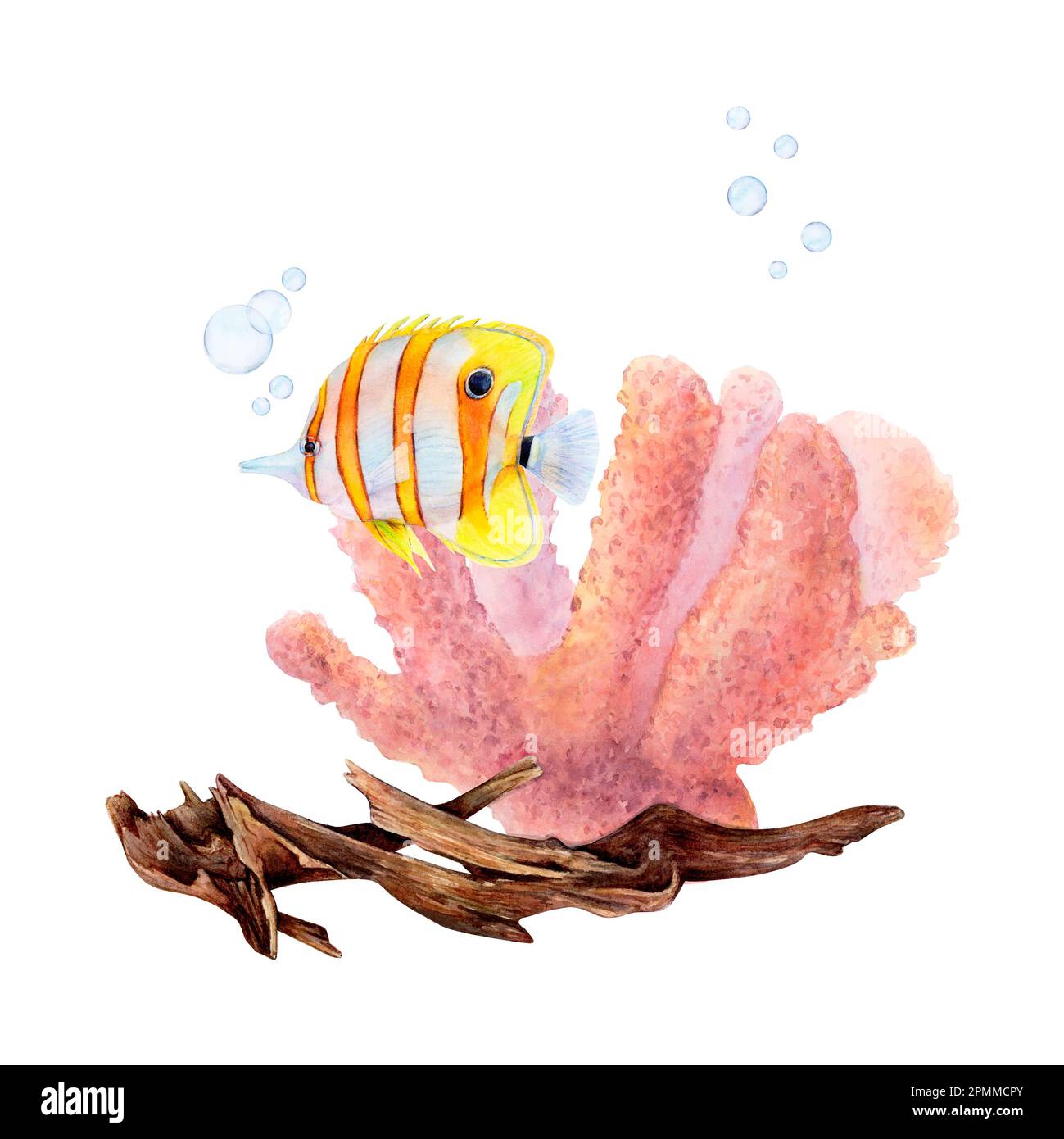 Ideal fish Cut Out Stock Images & Pictures - Alamy