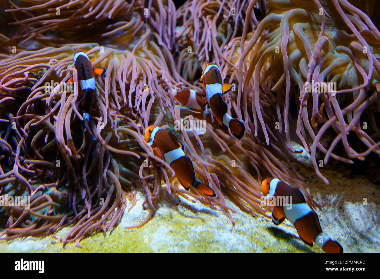fish swimming on bottom with algae beautiful background soothing music ...