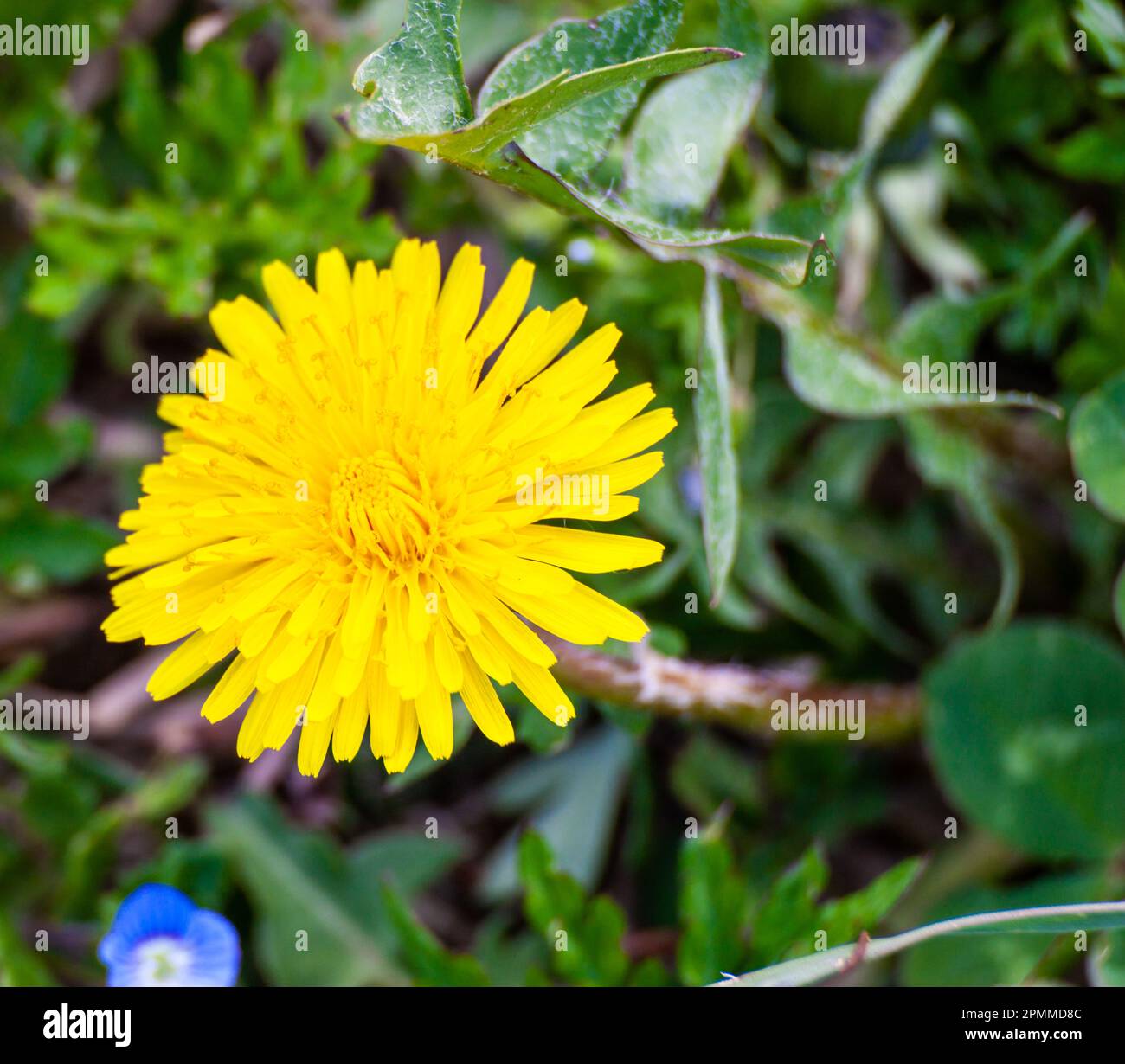 Pure white flower with yellow stamens hi-res stock photography and ...