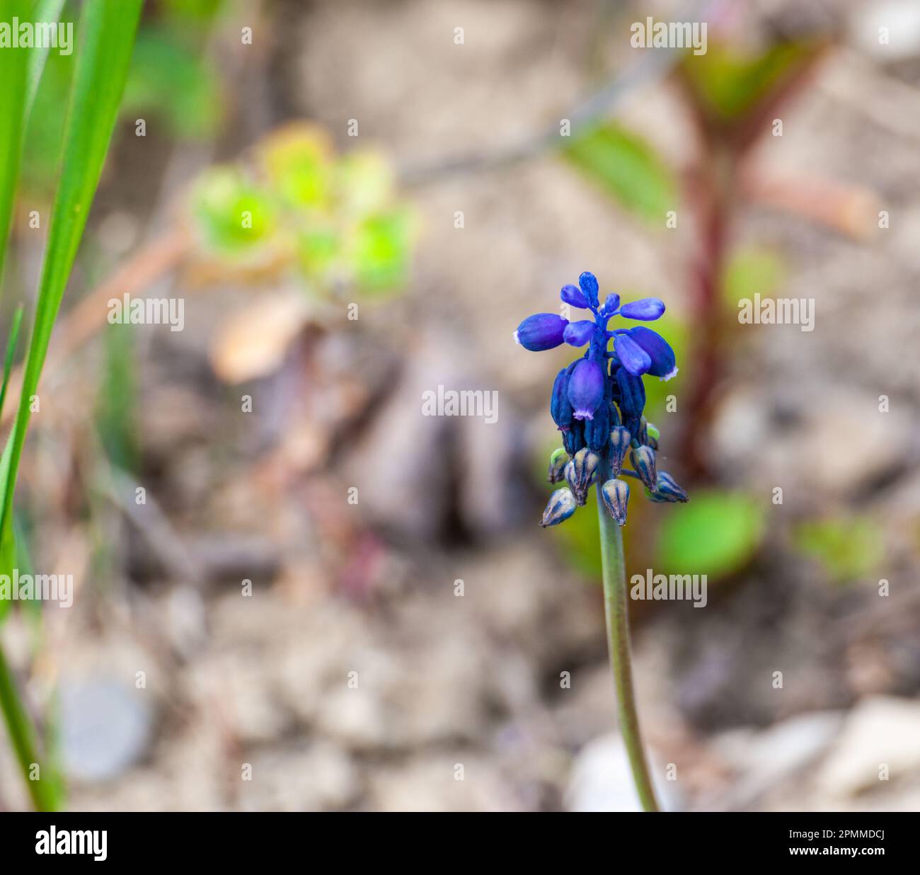 Violet blue muscari hi-res stock photography and images - Alamy