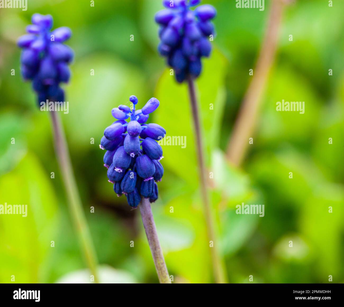 Muscari blue flower Stock Photo - Alamy