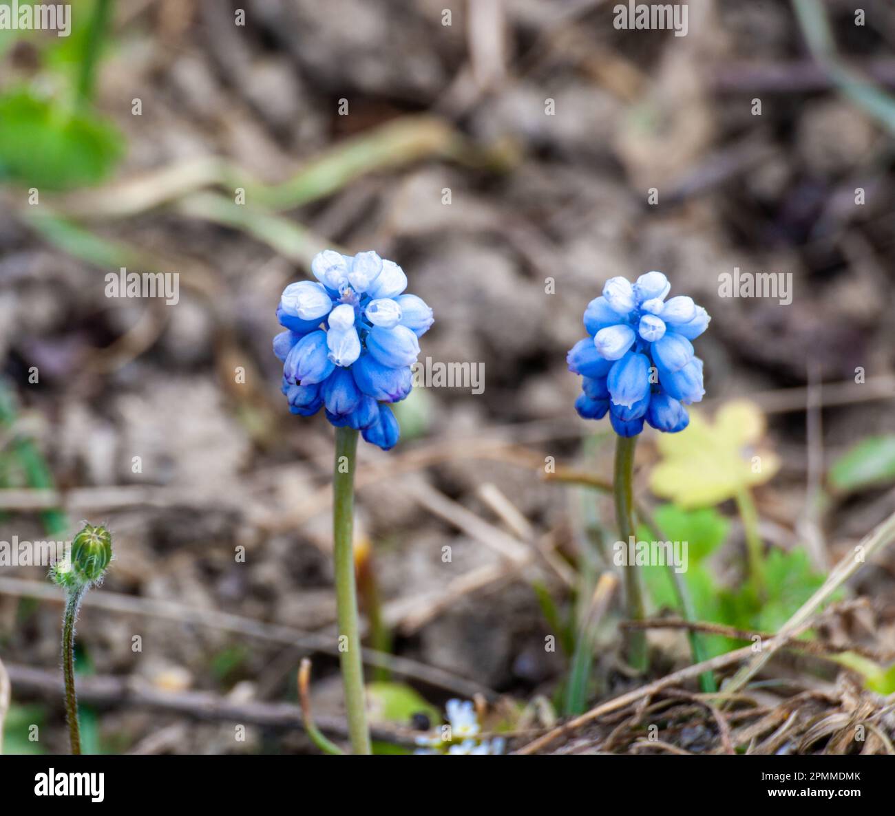 Muscari field hi-res stock photography and images - Alamy