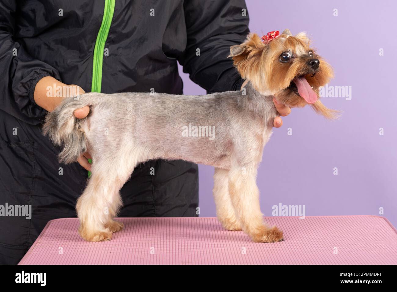 Dog show participant demostrates Yorkshire Terrier. yorkshire terrier ...