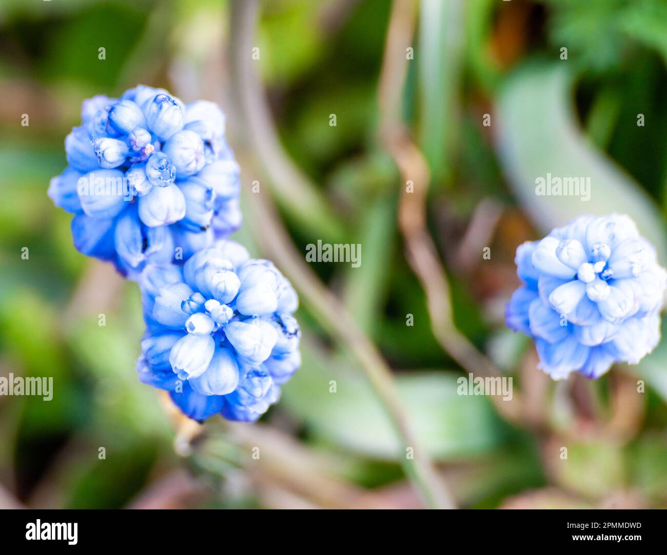 Macro closeup small muscari hi-res stock photography and images - Alamy