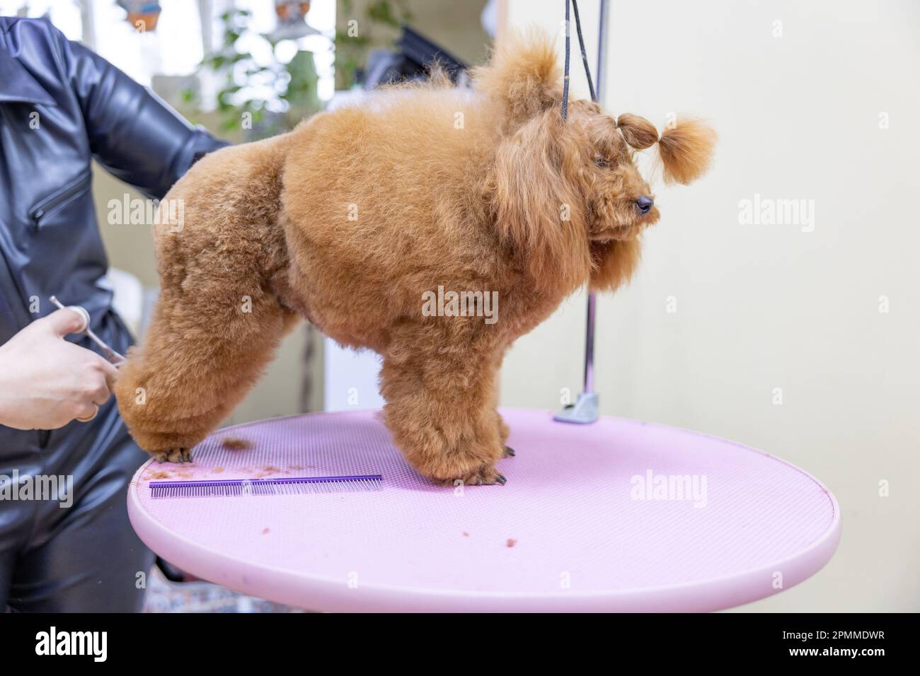 Dog grooming. poodle trustingly gives the mistress a paw for shearing ...