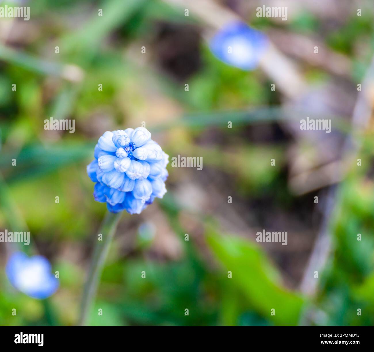 Muscari field hi-res stock photography and images - Alamy