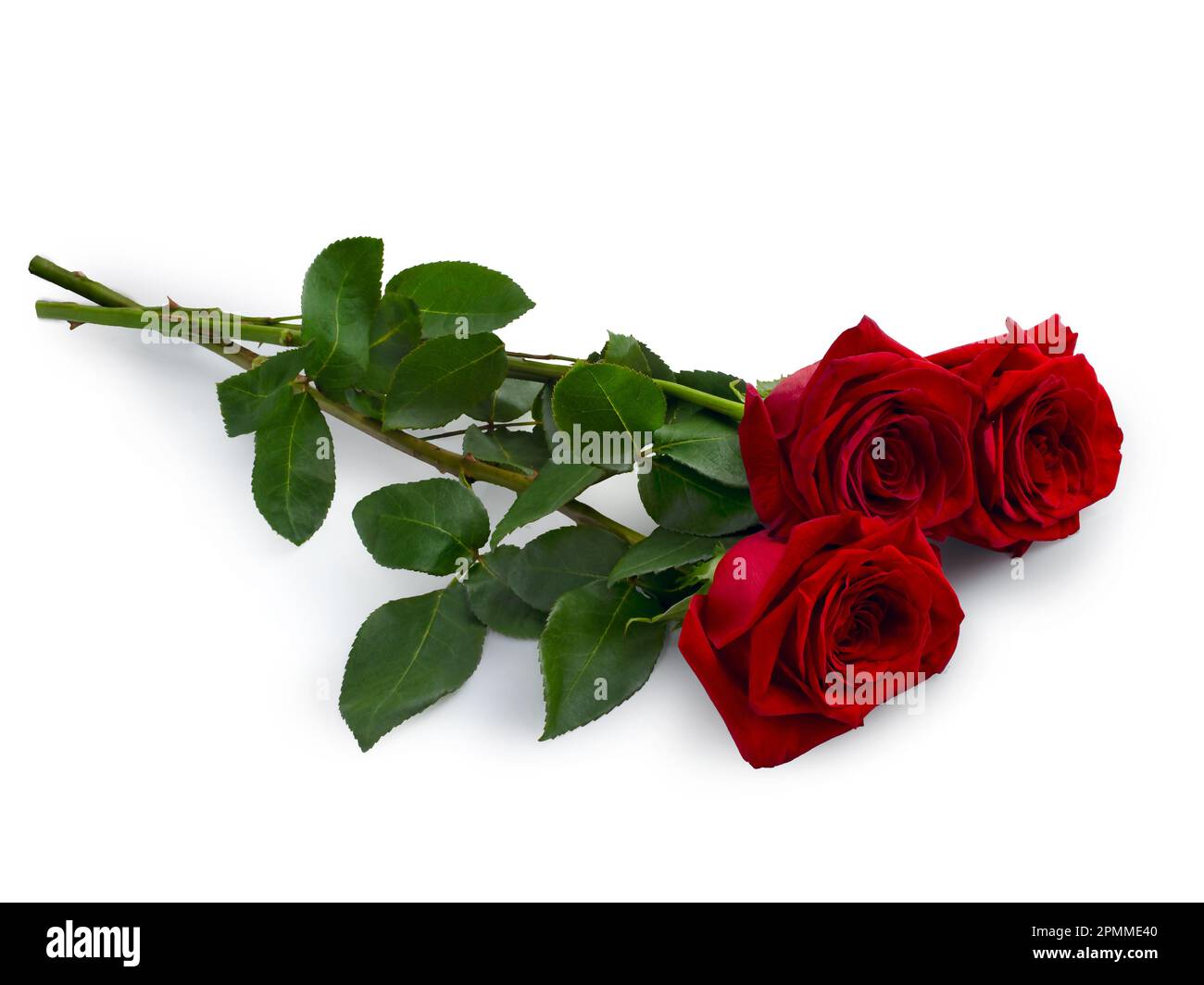 Bouquet of red roses with a shadow lies on a white background Stock ...