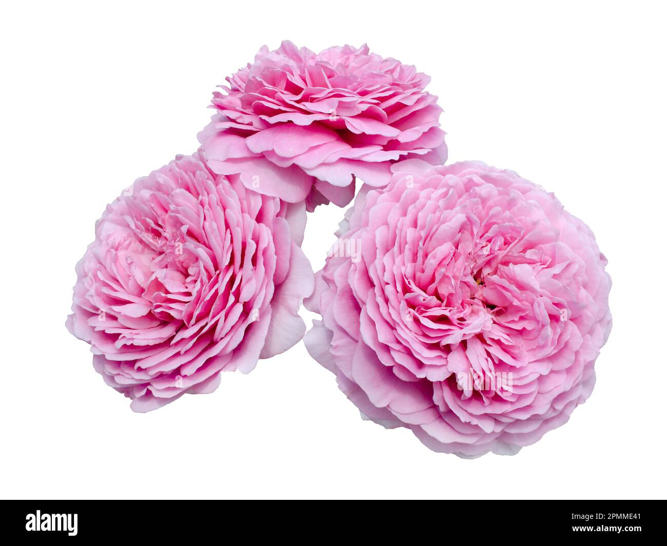 Beautiful bouquet of pale pink roses isolated on white background ...