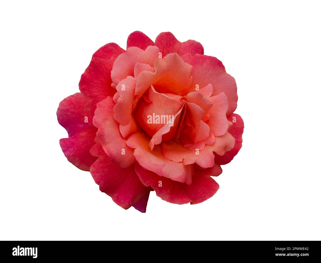 Fresh beautiful bright scarlet rose isolated on white background ...