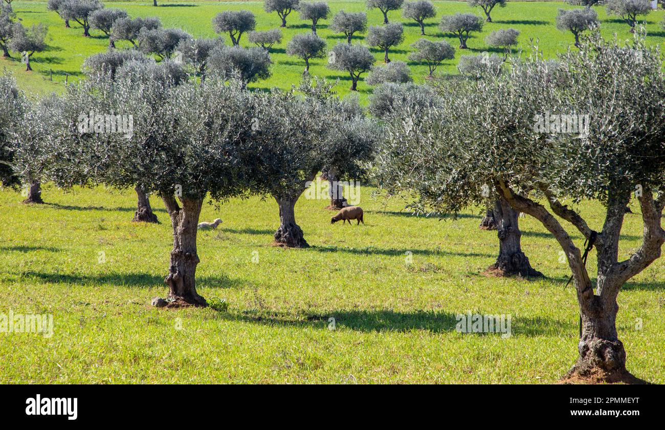 A wonderful landscape in an olive grove with green grass Stock Photo ...