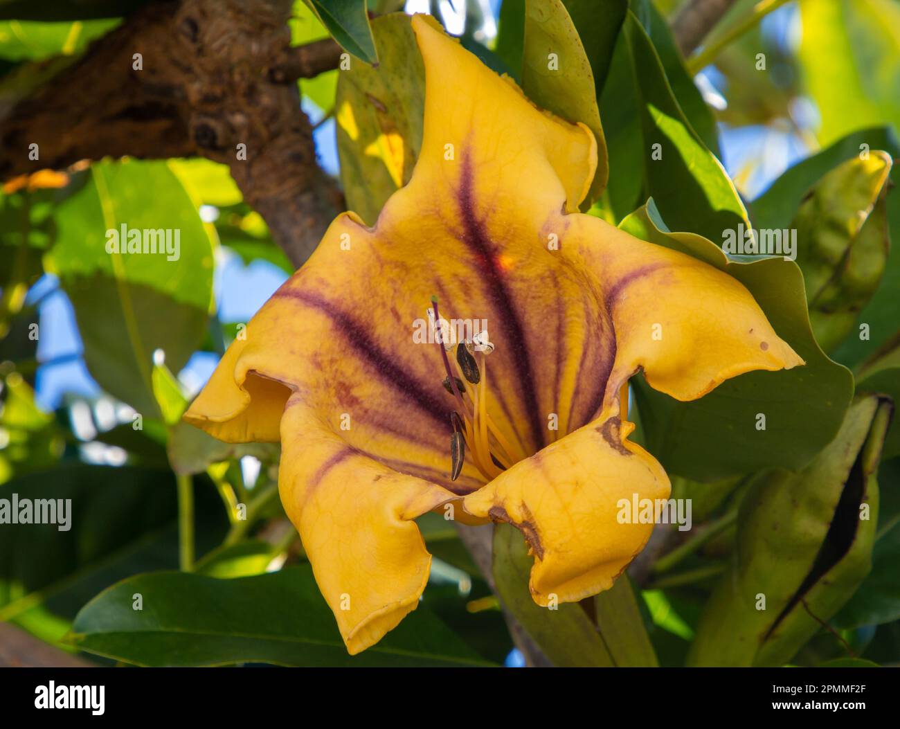 Cup of gold flower hi-res stock photography and images - Alamy