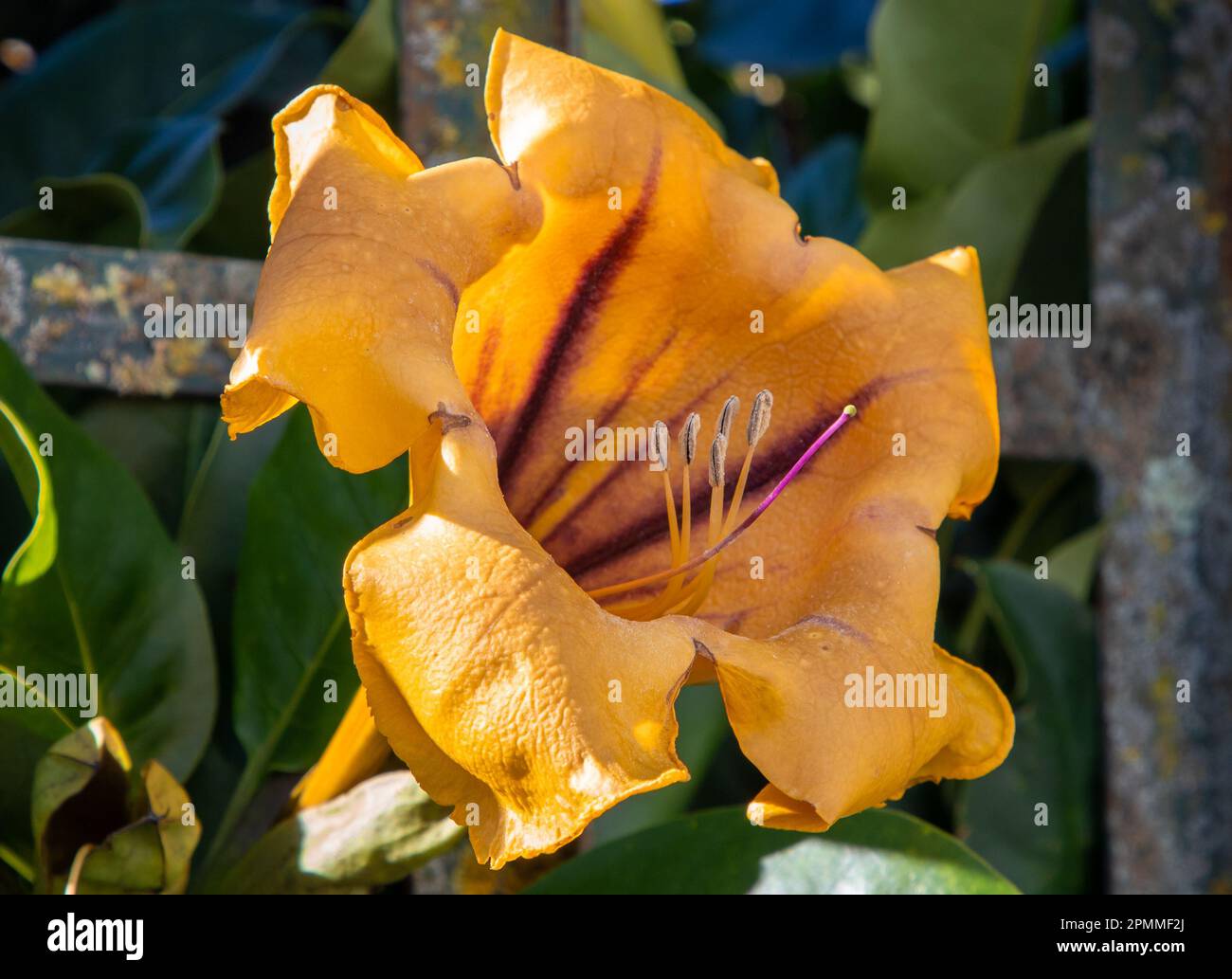 Cup of gold flower hi-res stock photography and images - Alamy